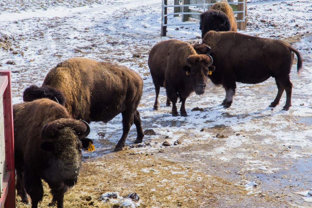 The genetic purity and diversity of the Fermilab bison herd