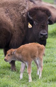 It’s baby bison time! Fermilab sees first new addition to the herd for 2016