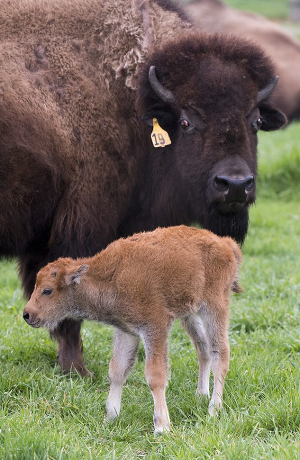 It’s baby bison time! Fermilab sees first new addition to the herd for 2016