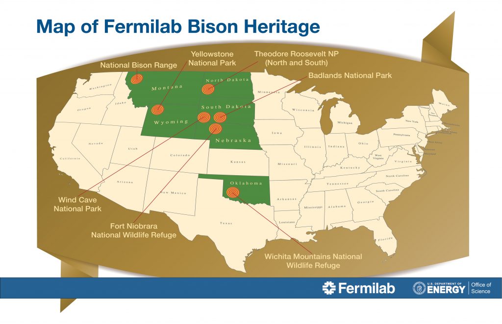 Fermilab bison in pictures and musings