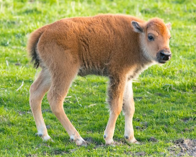First baby bison of the year born at Fermilab