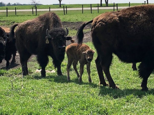 First baby bison of the year born at Fermilab