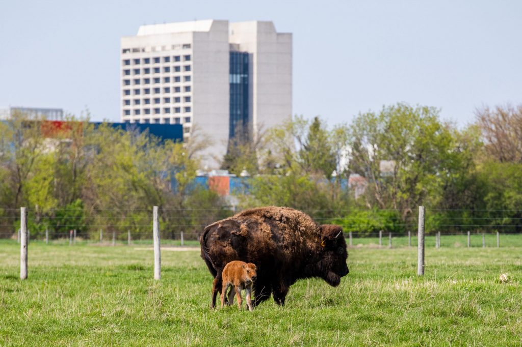 Fermilab baby bison 2021