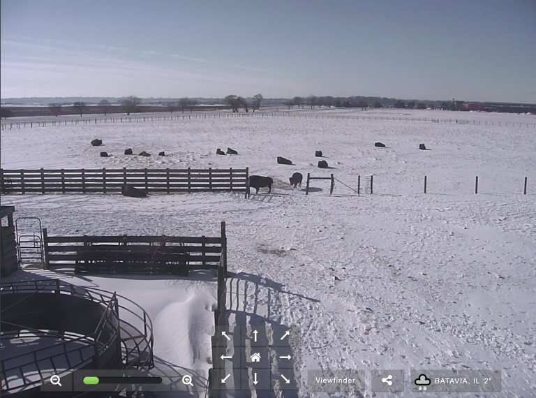 A virtual view of the Fermilab bison herd through new bison cam