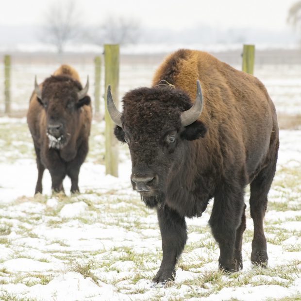 15 photos celebrating Fermilab’s storied bison