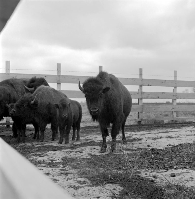 15 photos celebrating Fermilab’s storied bison