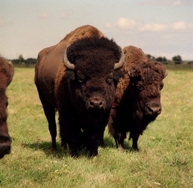 15 photos celebrating Fermilab’s storied bison