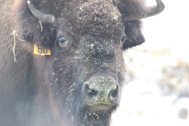 15 photos celebrating Fermilab’s storied bison