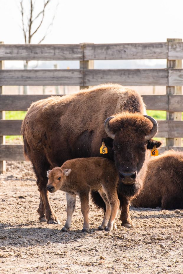Fermilab’s baby bison season begins