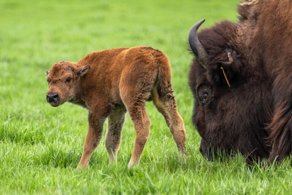 Double delivery of baby bison at Fermilab today