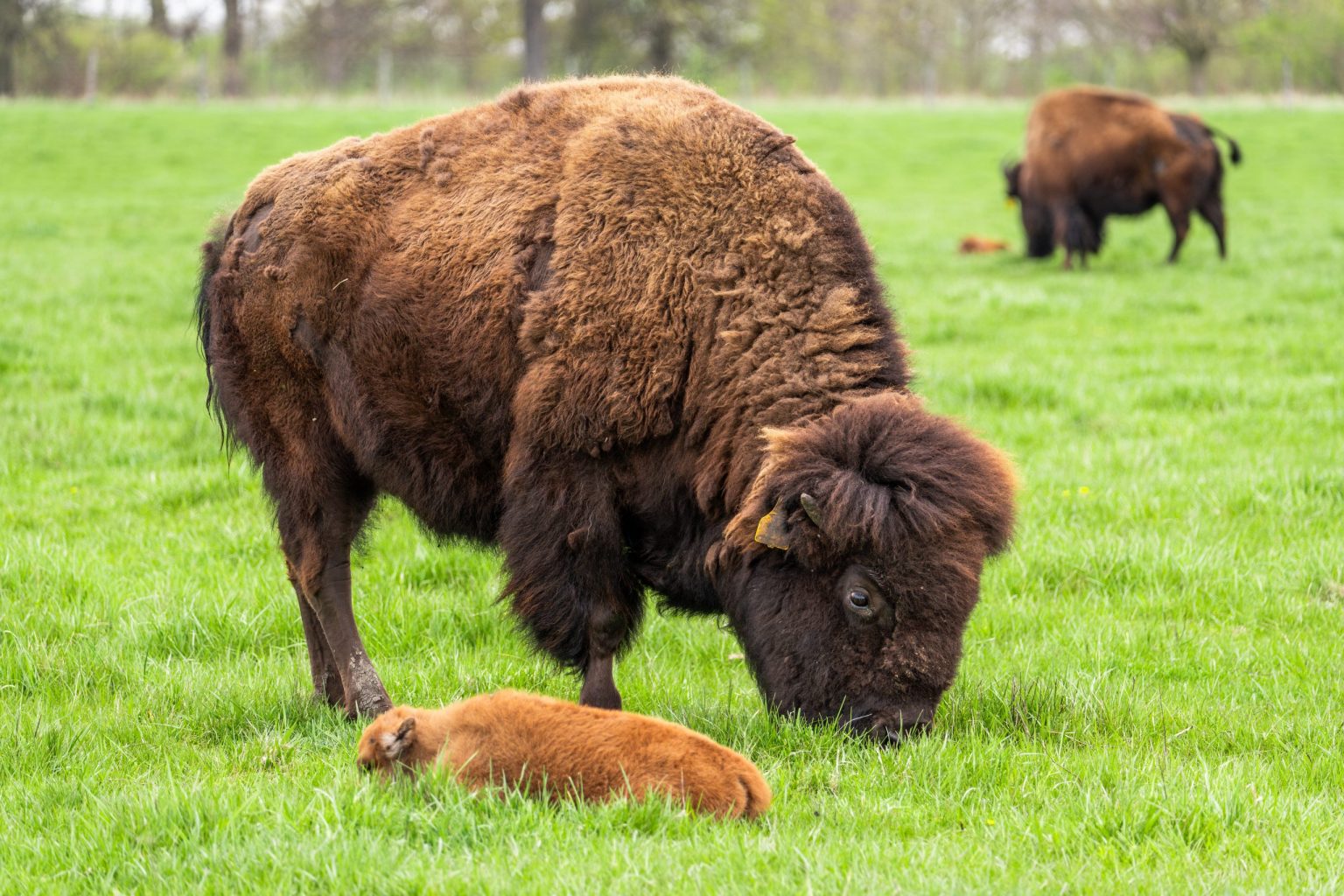 Double delivery of baby bison at Fermilab today