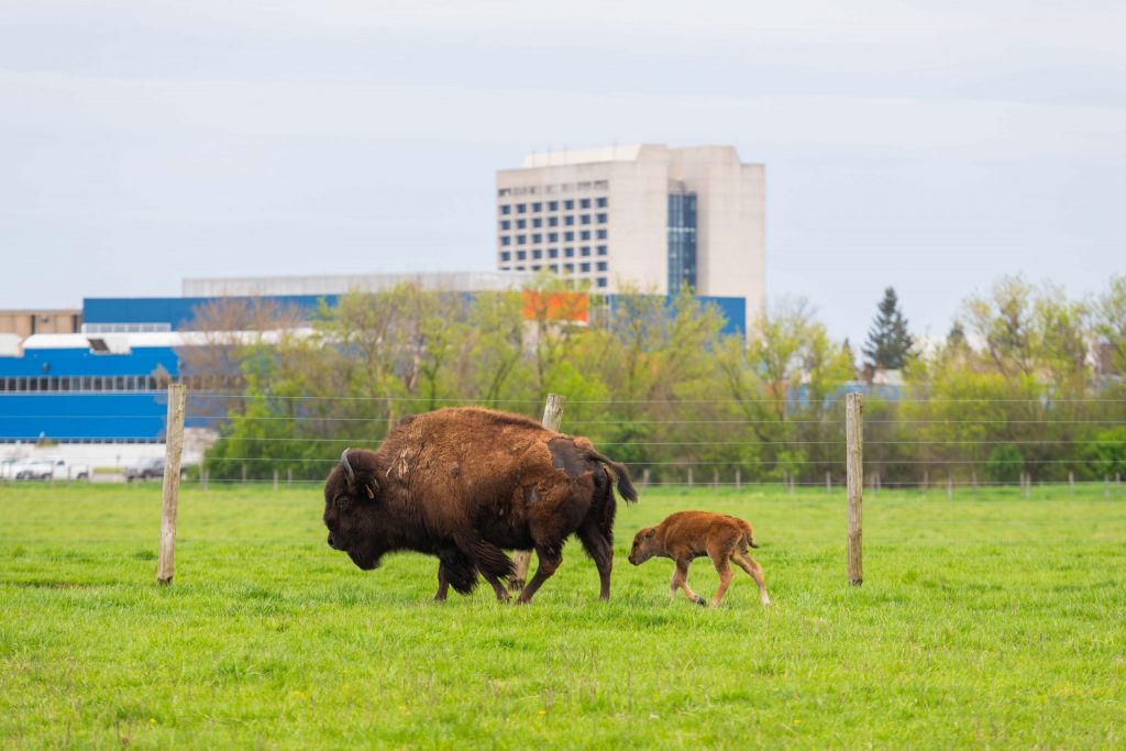Double delivery of baby bison at Fermilab today