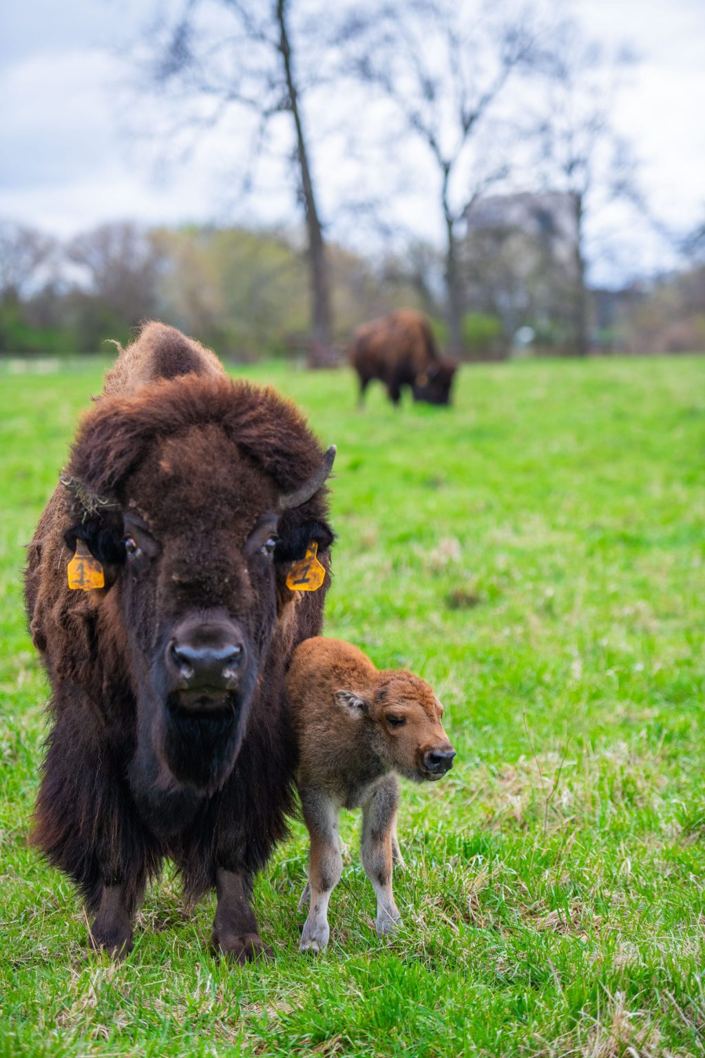 Spring at Fermilab welcomes the arrival of two baby bison