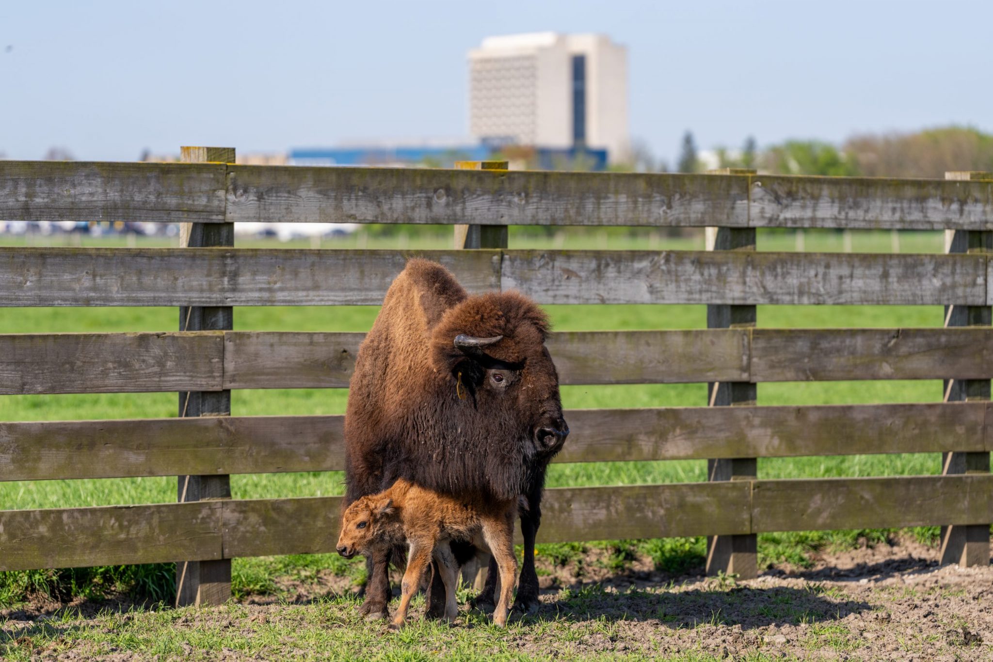 Spring arrives at Fermilab, welcoming this year’s first bison calf