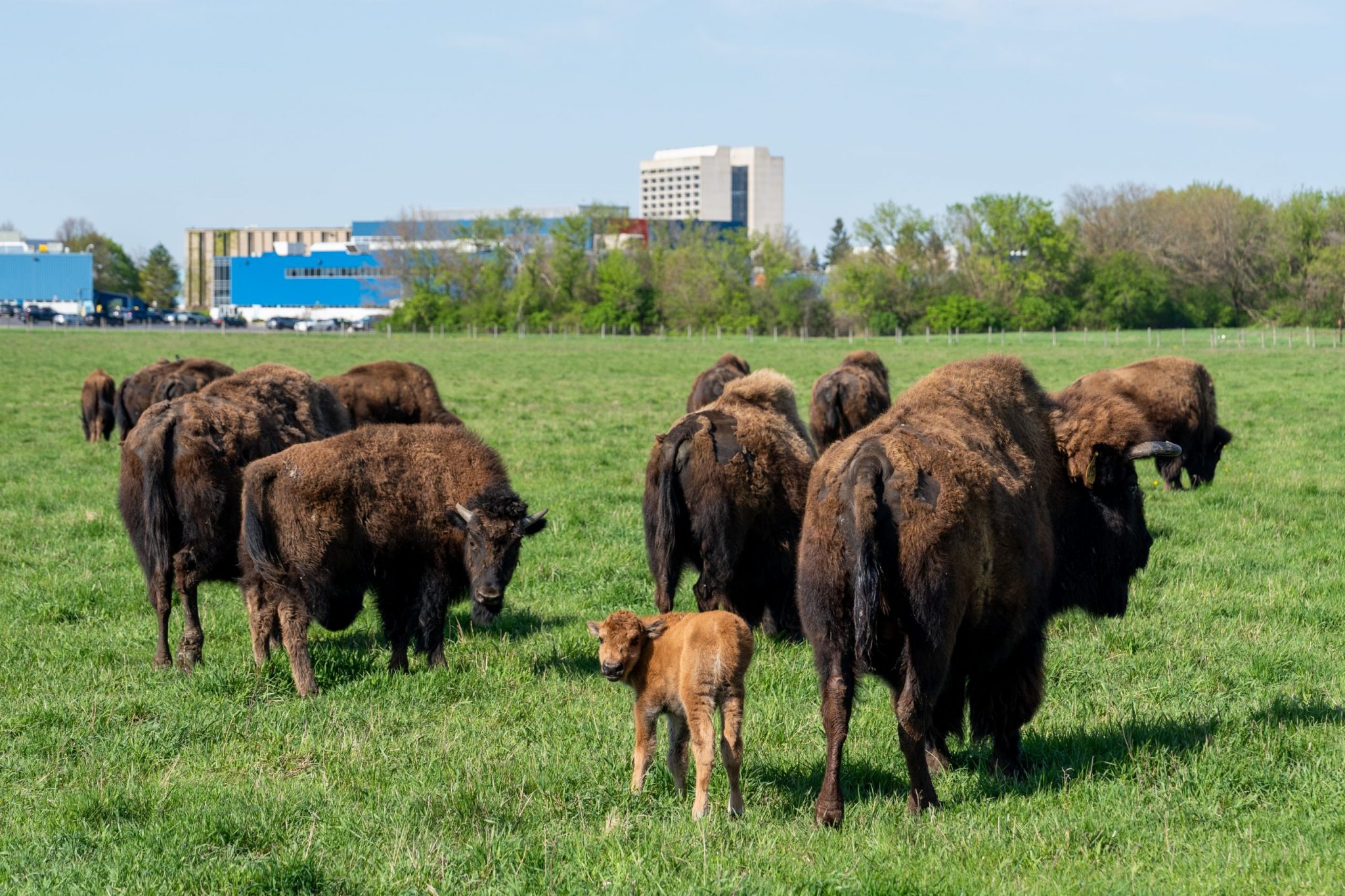 Spring arrives at Fermilab, welcoming this year’s first bison calf